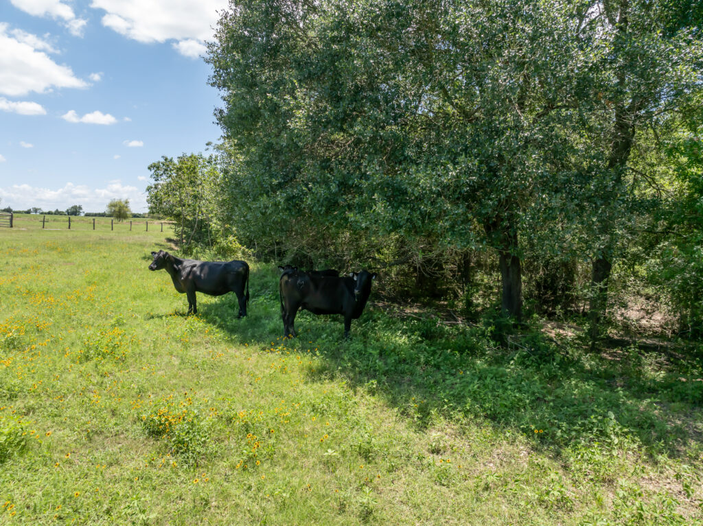 Why Choose Black Angus and Brangus Cattle in Texas – Black Wolf Ranch